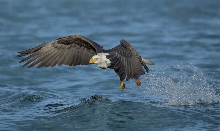 The Power Behind Eagle Talons: Grip Strength & Hunting