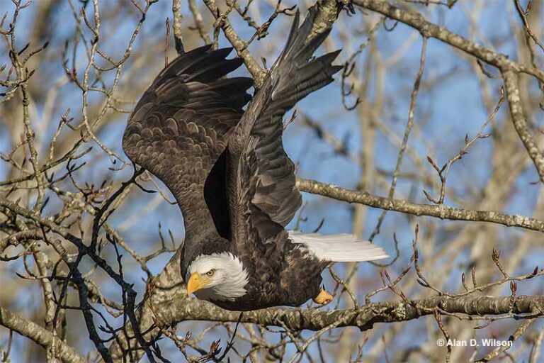 How Did Bald Eagles Become The National Bird?
