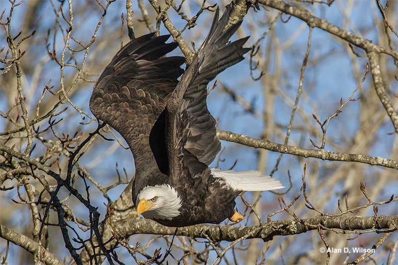 How Did Bald Eagles Become The National Bird?