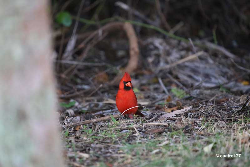 Cardinal Migration Habits – Do Some Of Them Migrate?