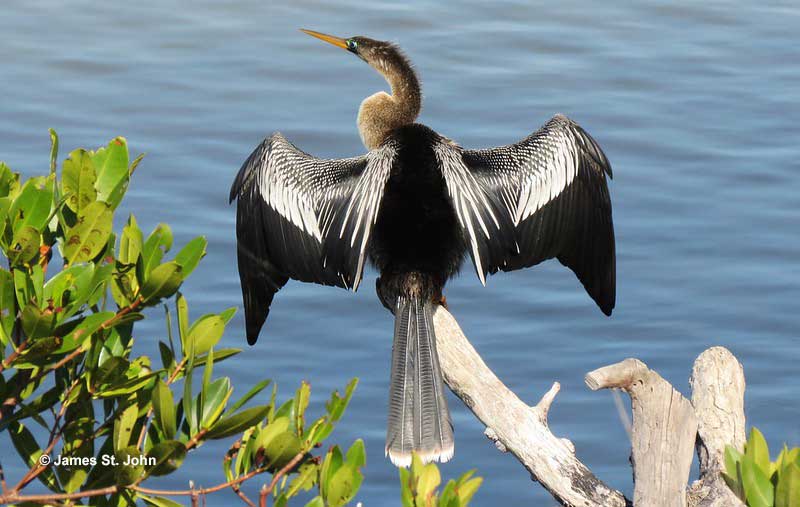 Are Birds Really The Descendants Of Dinosaurs? [Evolution]