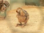 Baby Ostriches & Their Lives For The First Few Months