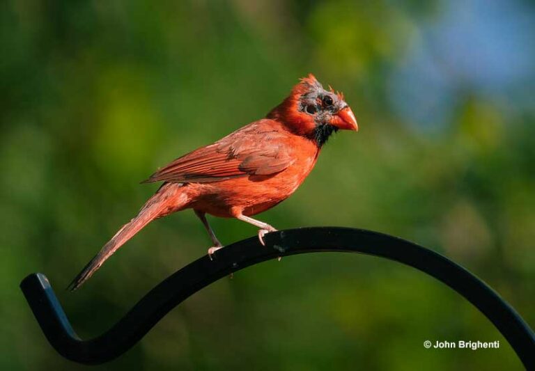 Bald Cardinals At Feeders – Reasons Behind Feather-Loss
