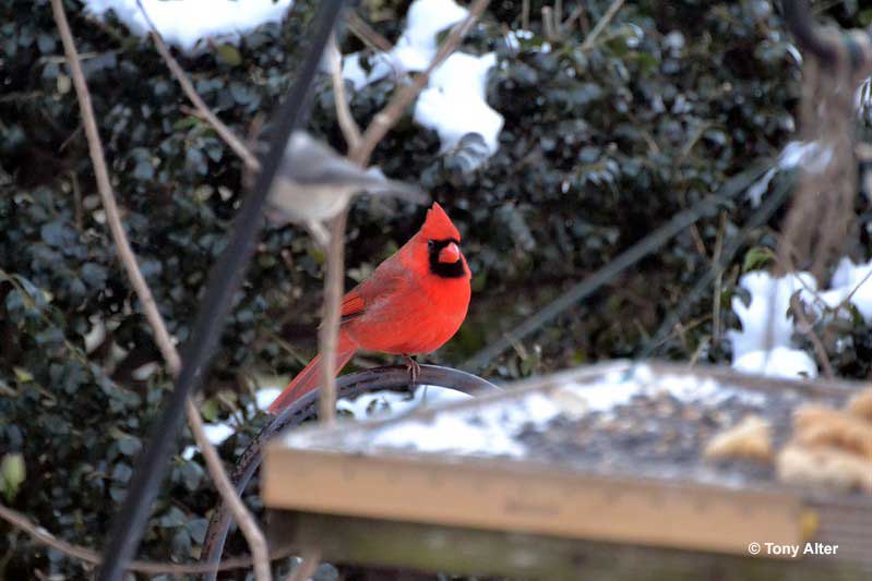 Cardinal Migration Habits – Do Some Of Them Migrate?