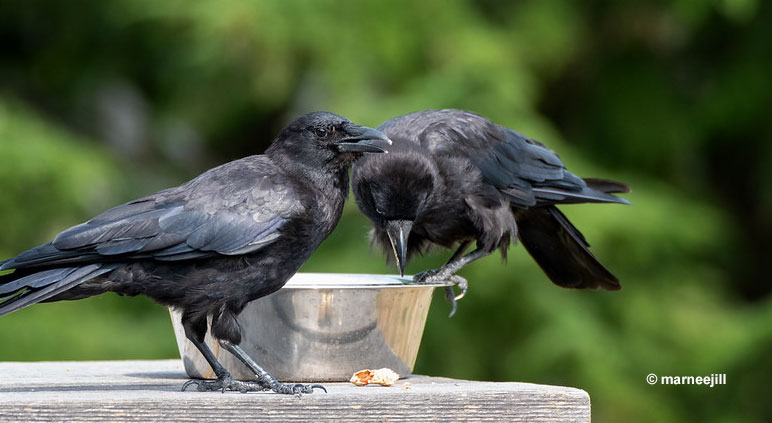 The Relationships Of Crows: Do They Mate For Life?
