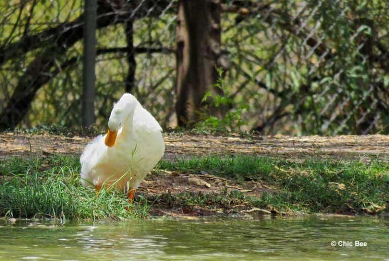 How Different Are Domesticated Birds From Wild Birds?