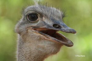 Do Ostriches Really Hide Their Heads In Sand? [Myth Origins]