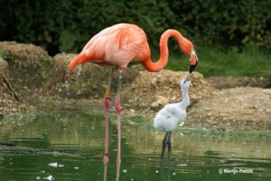 Milk Producing Birds: What Is Crop Milk & Why Is It Vital?
