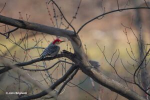 Woodpeckers In Minnesota: 9 Species & Where To Find Them