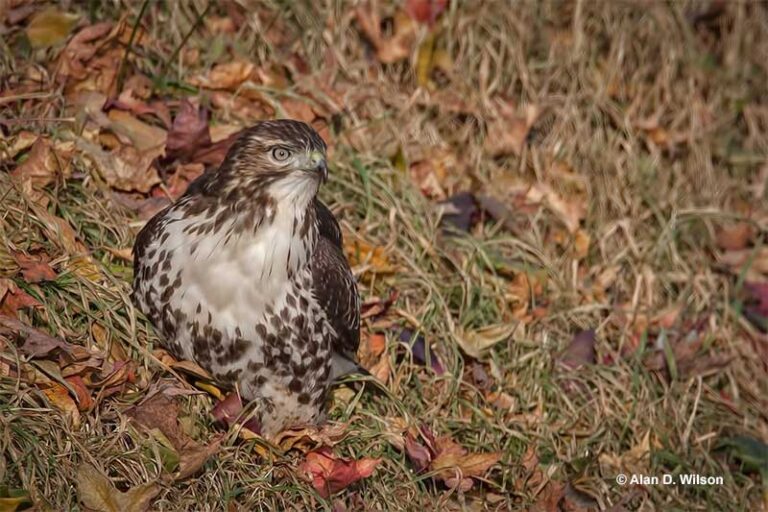 14 Common Hawks In New Mexico – An Identification Guide