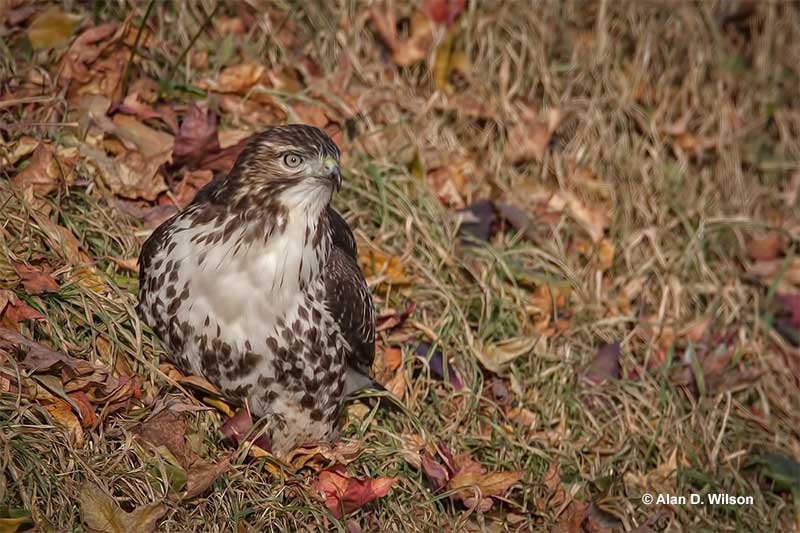 14 Common Hawks In New Mexico – An Identification Guide
