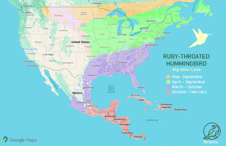 Migration: When Do Hummingbirds Arrive & Leave (By States)